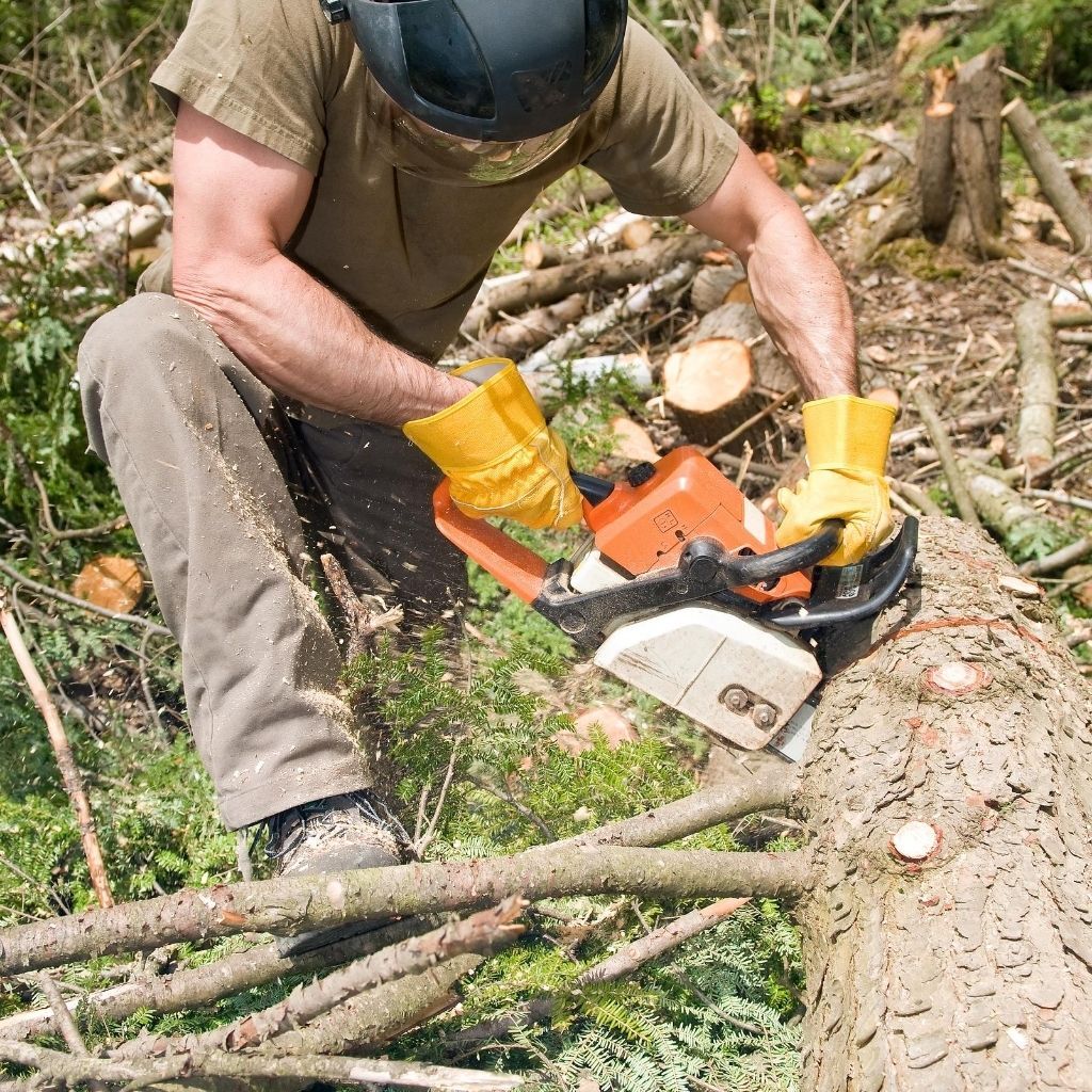 Tree Cabling and Bracing, Tree Maintenance, Columbia, SC